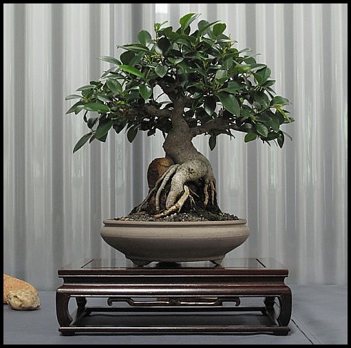Illawarra Bonsai Society
