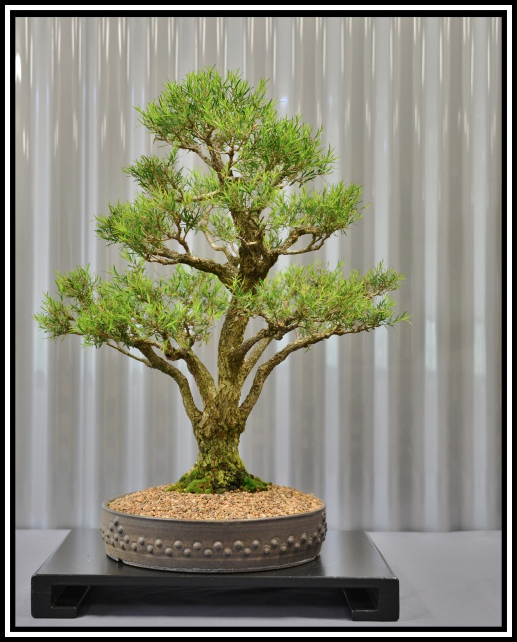 Canberra Bonsai Society